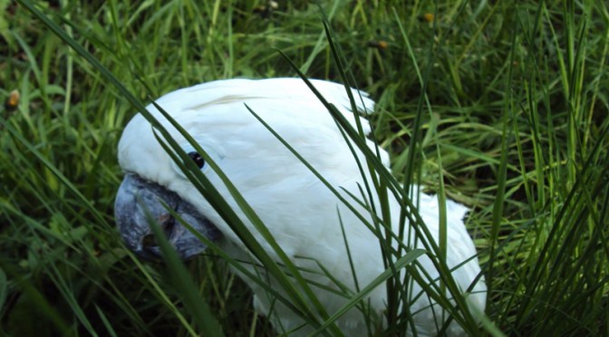 What makes poaching parrots from their natural habitat so horrible ...