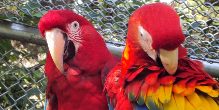 Robyn-&-Tony | Garuda Aviary