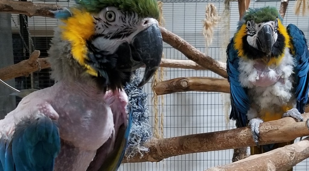 Unraveling the Truth of Feather Plucking | Garuda Aviary